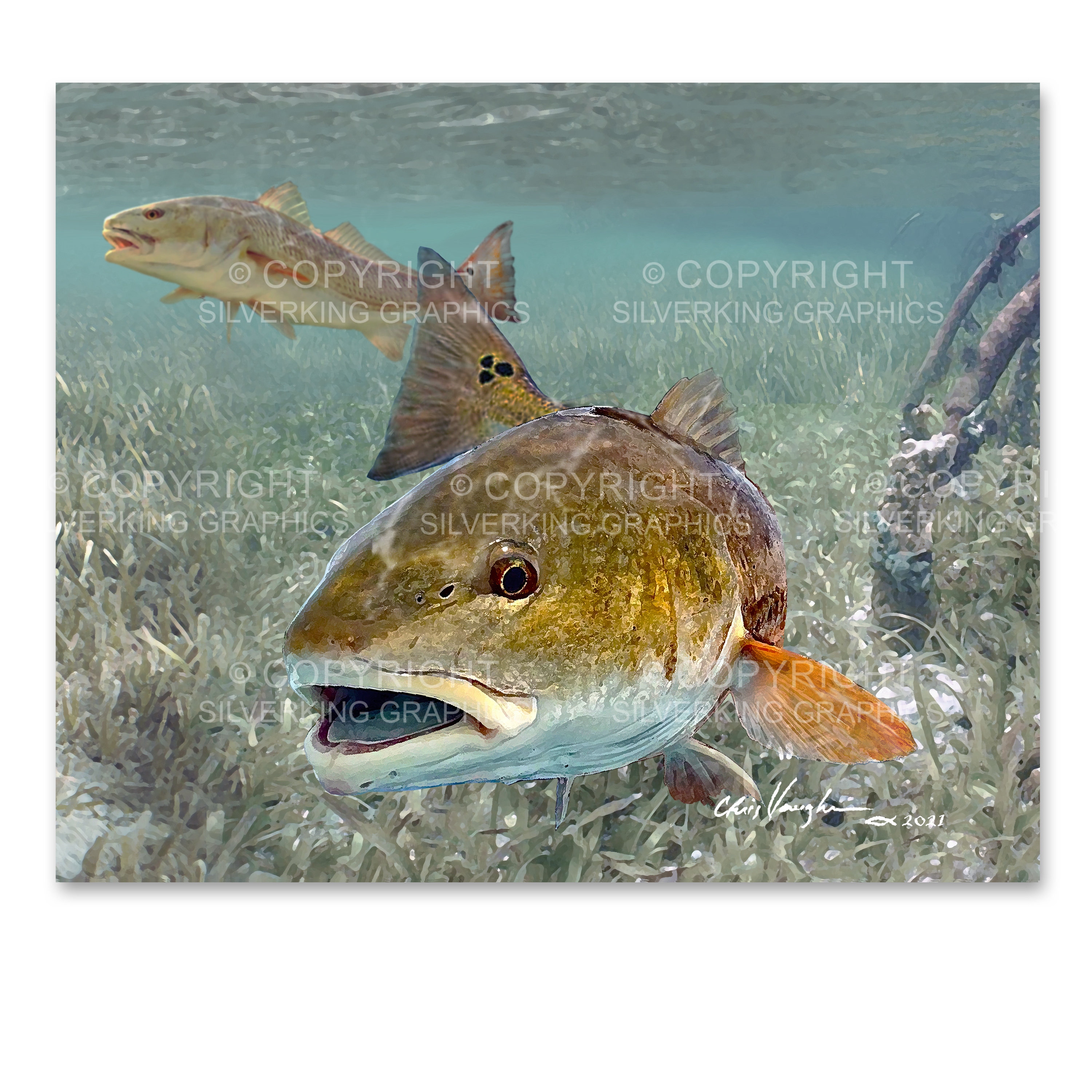 Redfish Painting, Redfish Canvas Print, 20" X 16" Gallery Wrapped ...