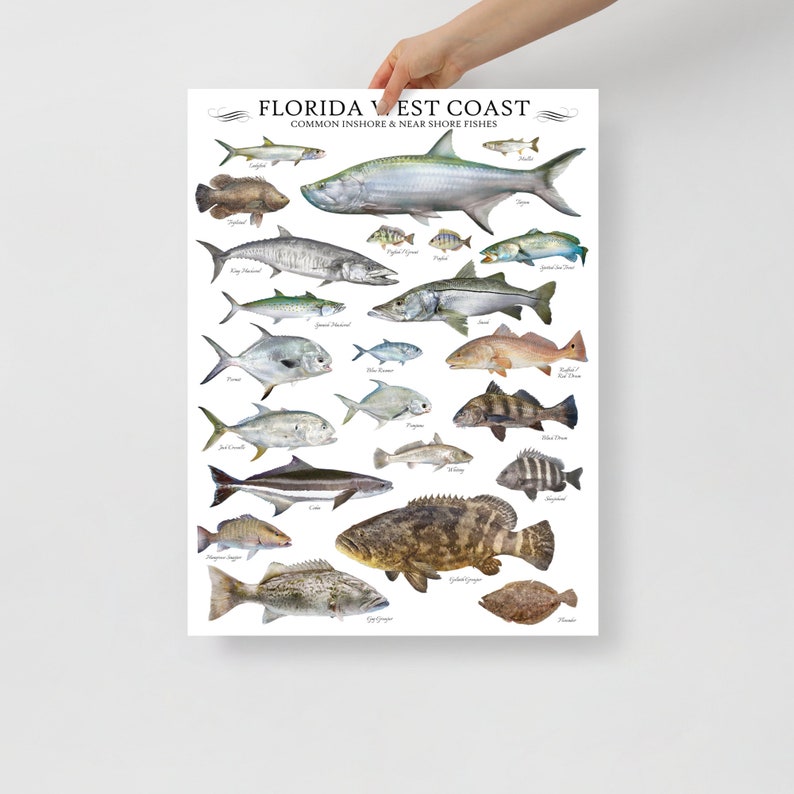 18" X 24" Florida West Coast Common Inshore & Nearshore Fishes Poster ...