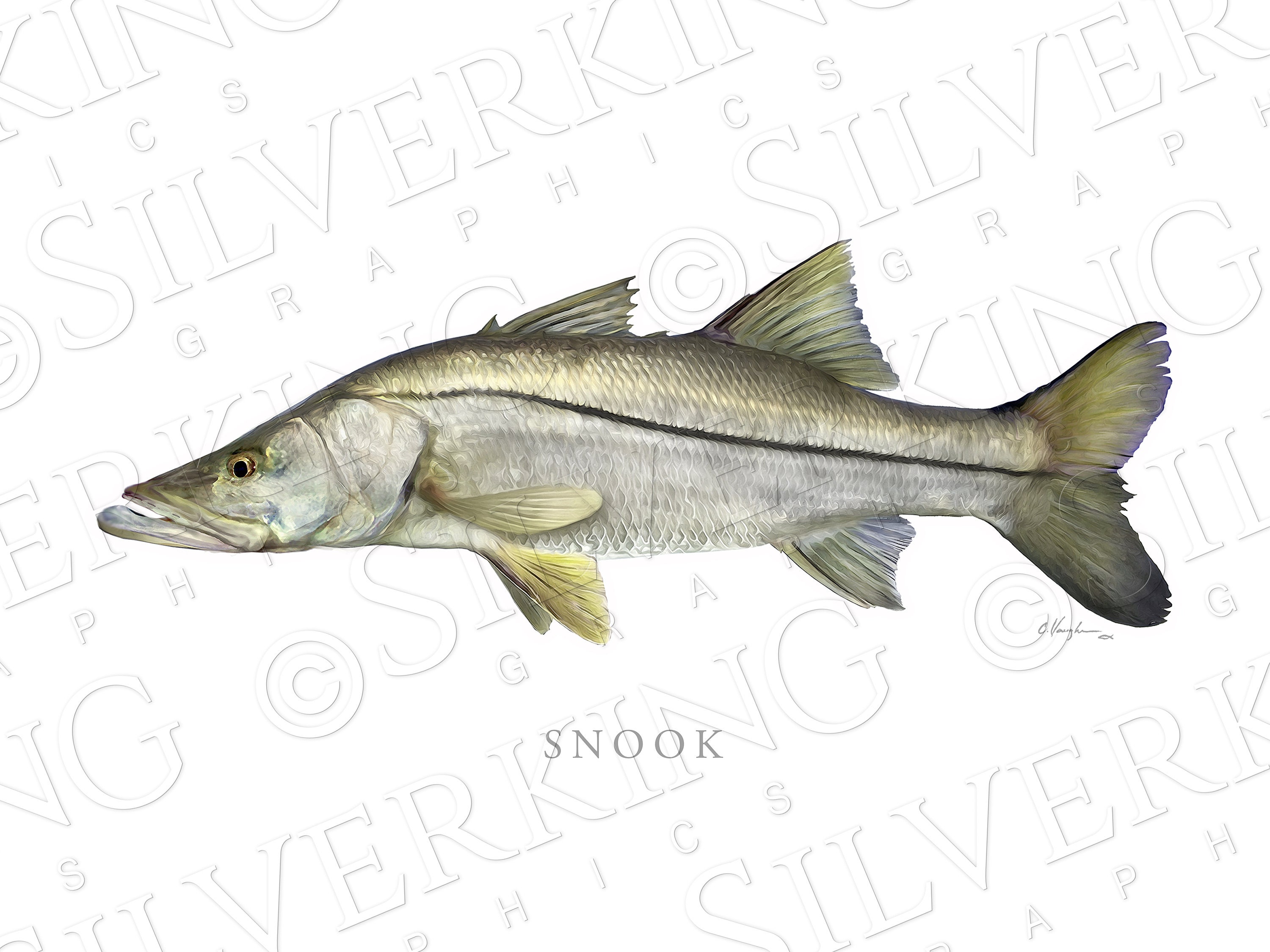 Snook Print, Robalo, Dogfish, Coastal Art, Fine Art Print, Fish Art ...