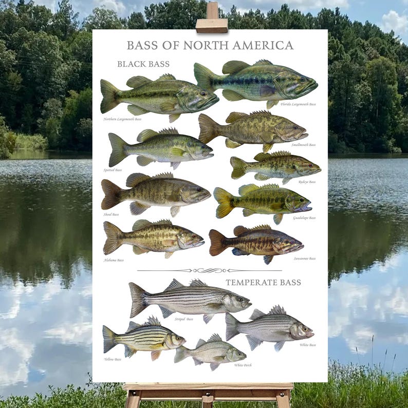 Bass of North America Game Fish Identification Print, Fishing Poster - Etsy