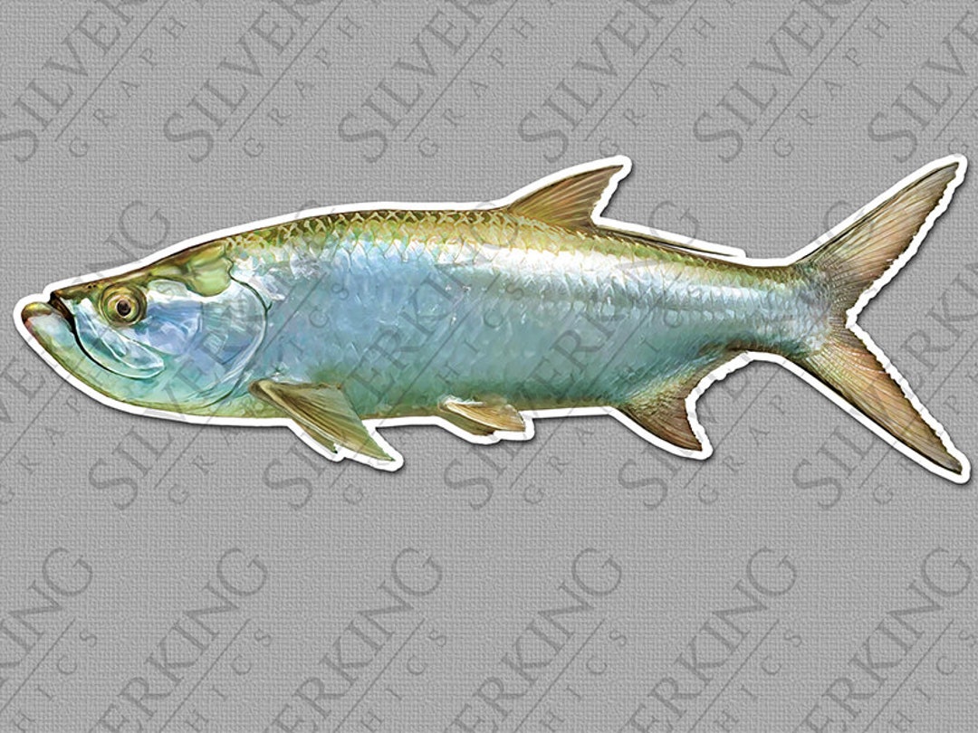 Tarpon, Tarpon Decal, Tarpon Sticker, Fishing Decal - Etsy