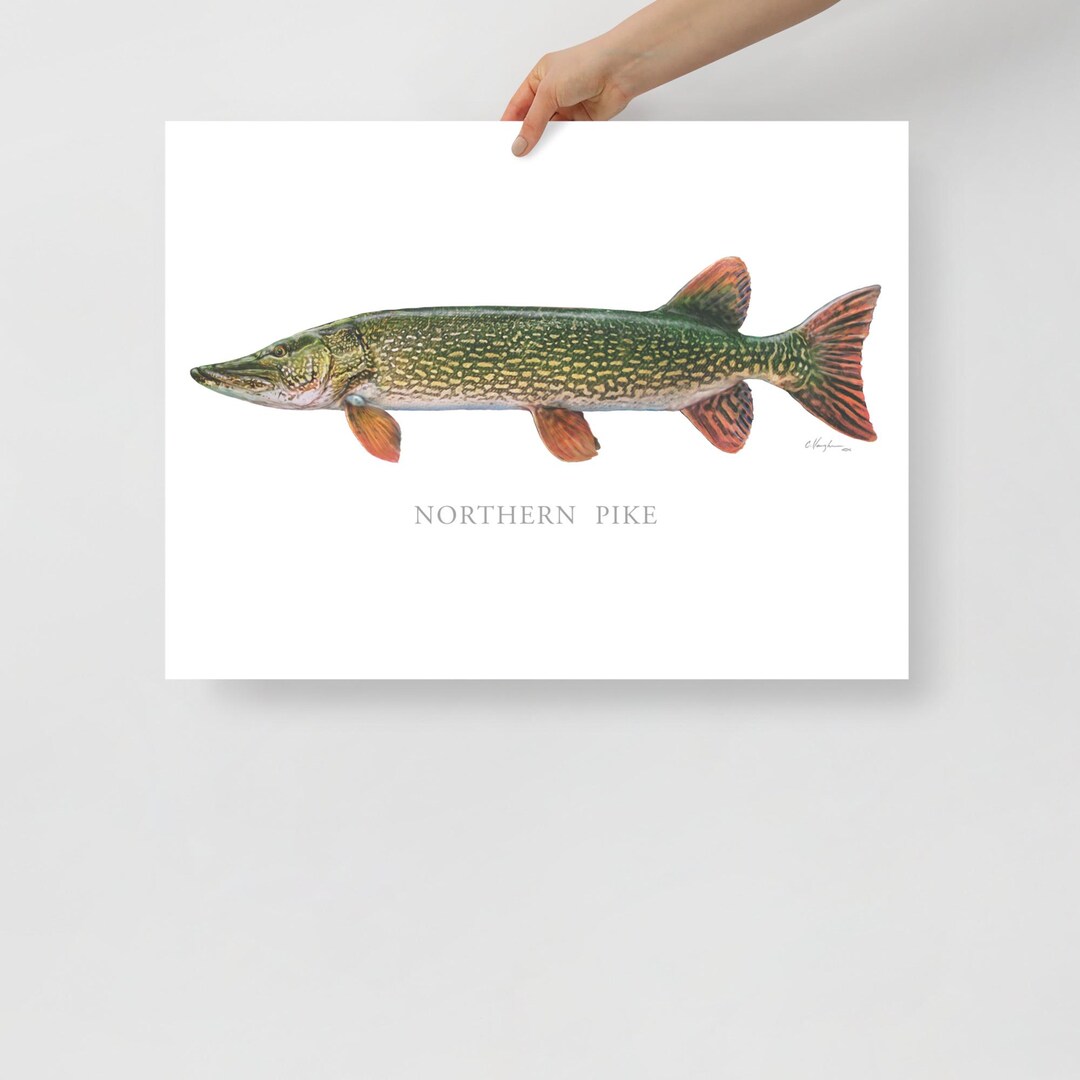 Northern Pike Print, Pickerel, Fish Art, Gamefish Picture - Etsy
