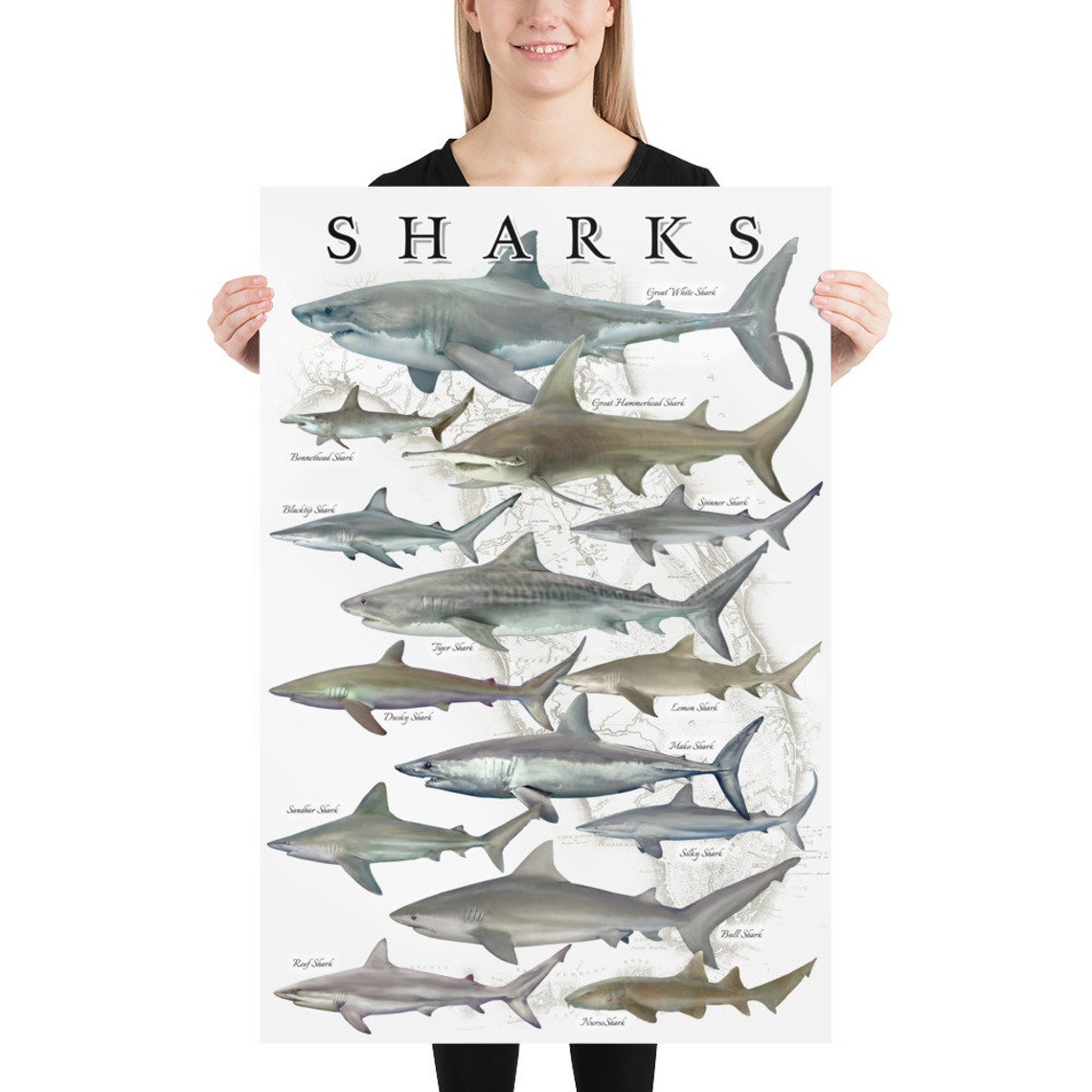 Shark Poster, Shark Species ID Poster, Shark ID Chart, Sharks of ...