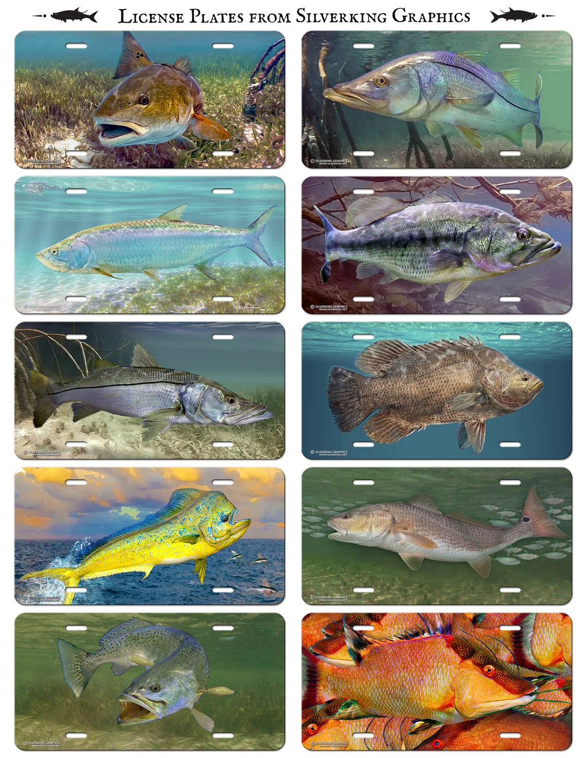 Hogfish License Plate Hogfish Decorative License Plate - Etsy