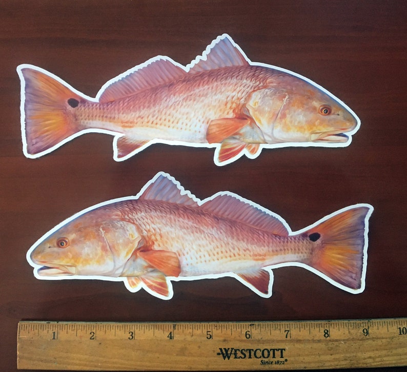 Redfish, Redfish Decal, Redfish Sticker, Fishing Decal - Etsy