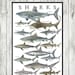 Shark Poster, Shark Species ID Poster, Shark ID Chart, Coastal Art ...