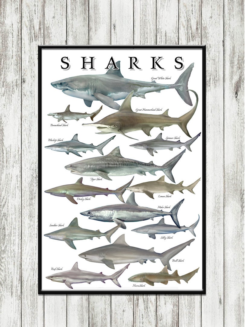 Shark Poster, Shark Species ID Poster, Shark ID Chart, Coastal Art ...
