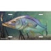 24x36 Florida West Coast Common Inshore & Nearshore Fishes Poster ...