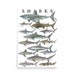 Shark Poster, Shark Species ID Poster, Shark ID Chart, Coastal Art ...