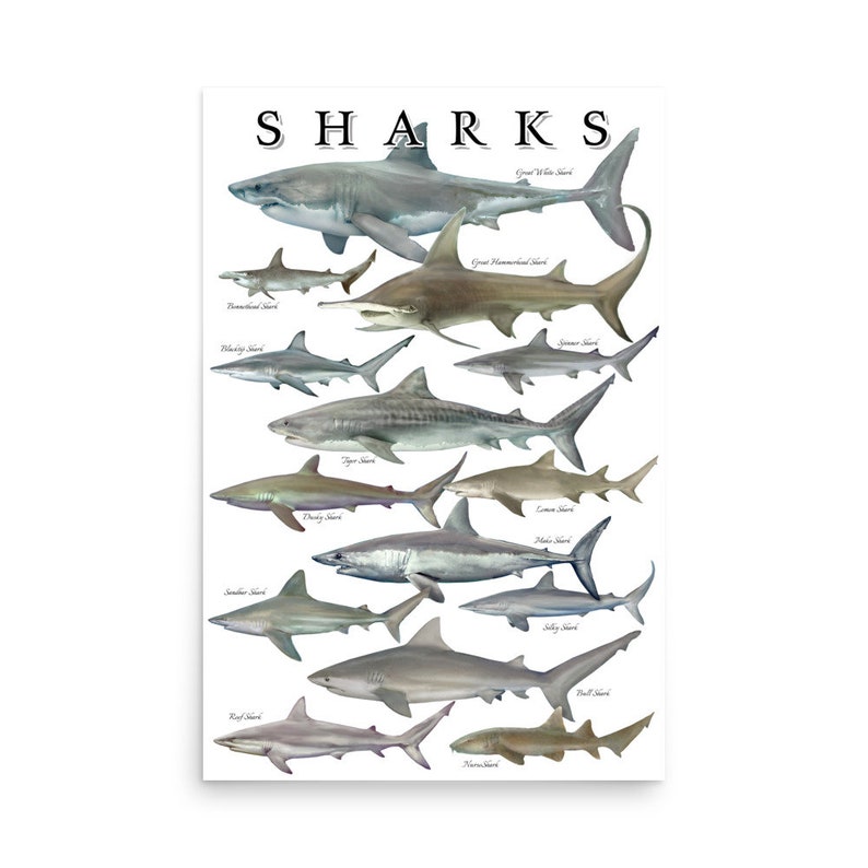 Shark Poster, Shark Species ID Poster, Shark ID Chart, Coastal Art ...