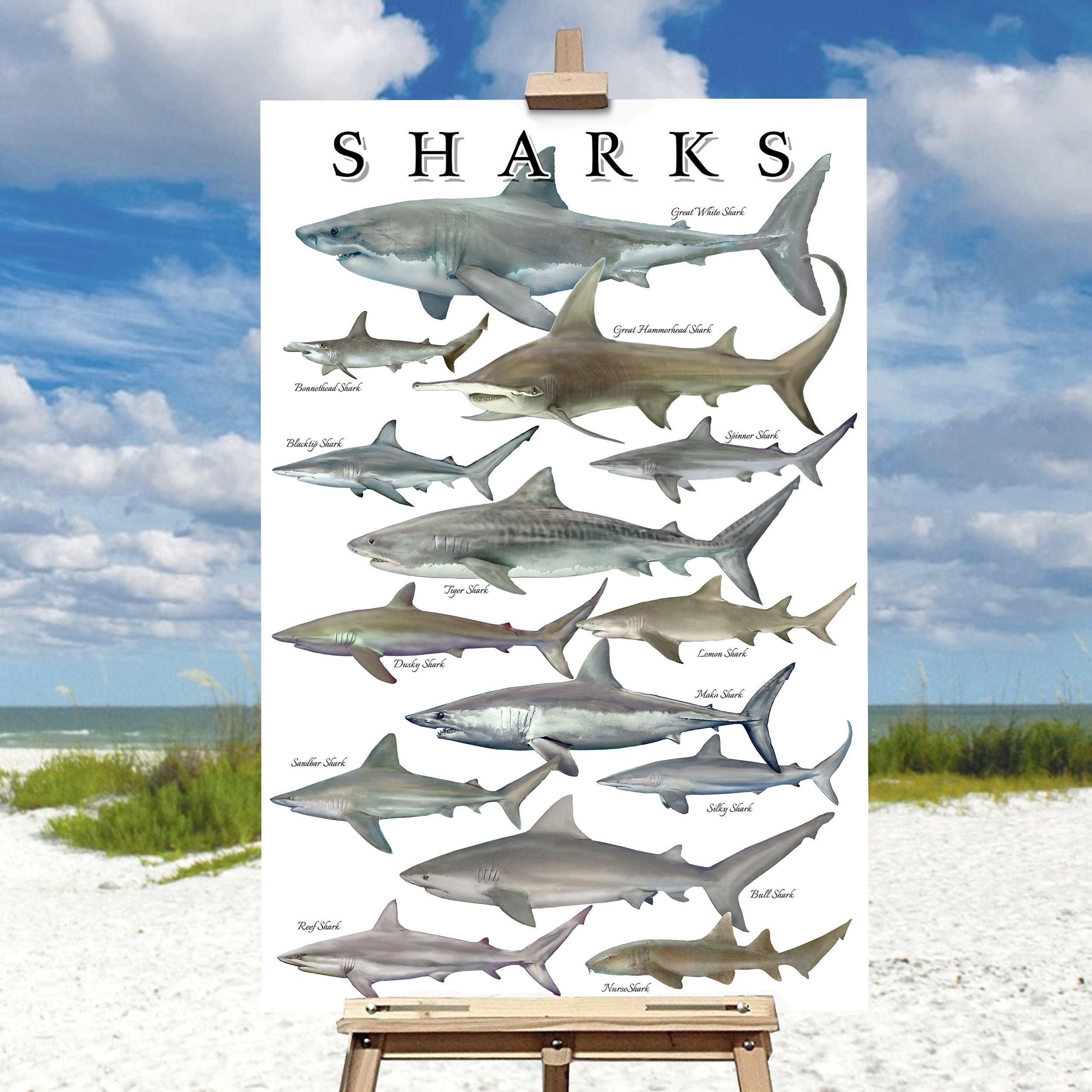 Shark Poster, Shark Species ID Poster, Shark ID Chart, Coastal Art ...