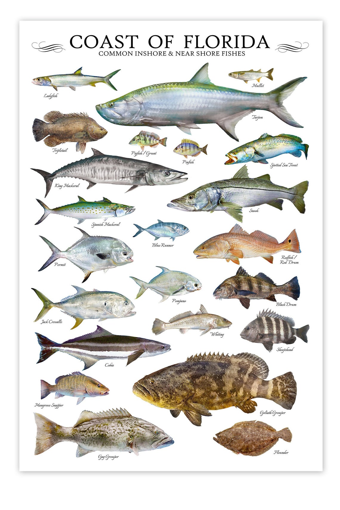 24x36 Coast of Florida Common Inshore & Nearshore Fishes Poster ...