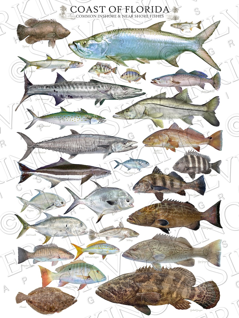 2023 Special Edition 24x36 Coast of Florida Common Inshore & Nearshore ...