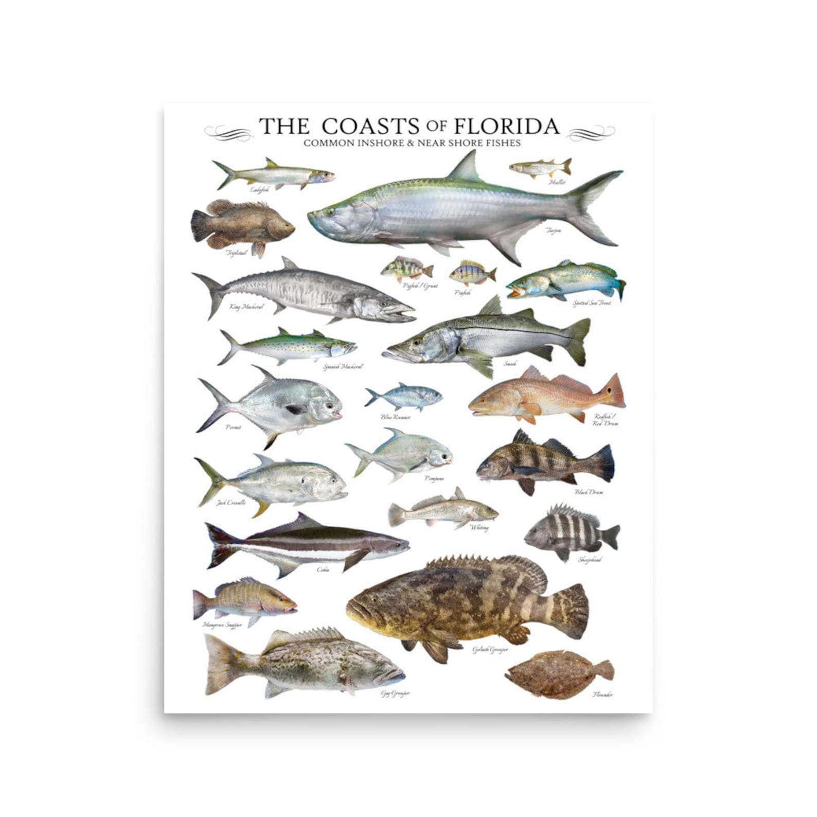 Coast of Florida Common Inshore & Nearshore Fishes Poster, Florida Fish ...