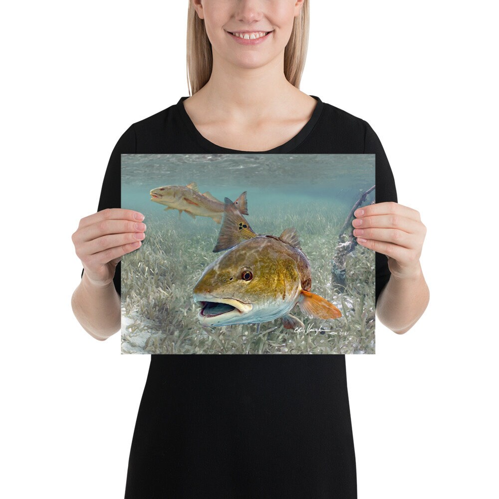 Redfish Painting, Redfish Giclee Paper Print, Fish Art, Florida Fishing ...