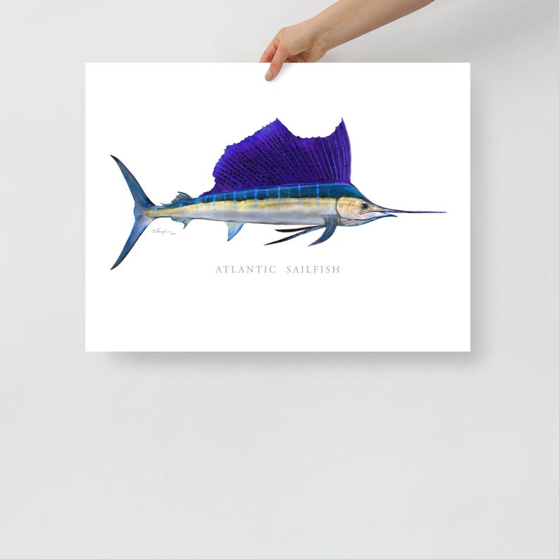 Sailfish Print, Coastal Art, Fine Art Print, Saltwater Gamefish Picture ...