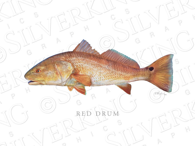 Red Drum Print, Redfish, Florida Art, Coastal Art, Fine Art Print, Fish ...
