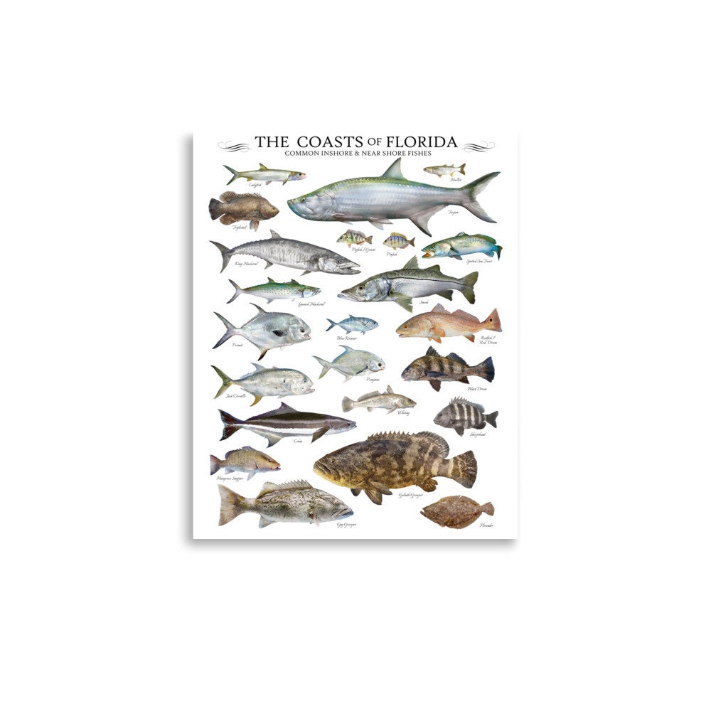 Coast of Florida Common Inshore & Nearshore Fishes Poster, Florida Fish ...