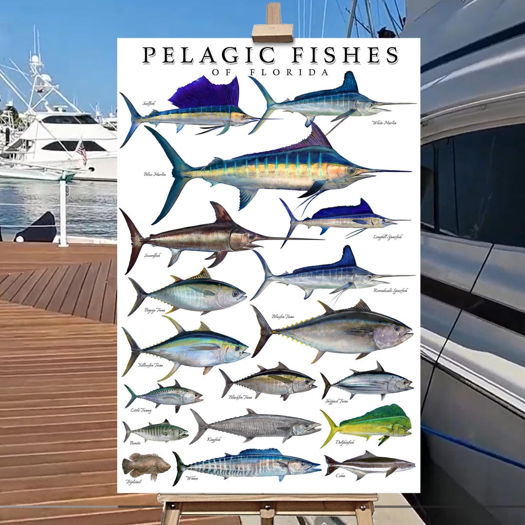 Pelagic Fishes of Florida & Surrounding Waters Species ID Poster, Fish ...