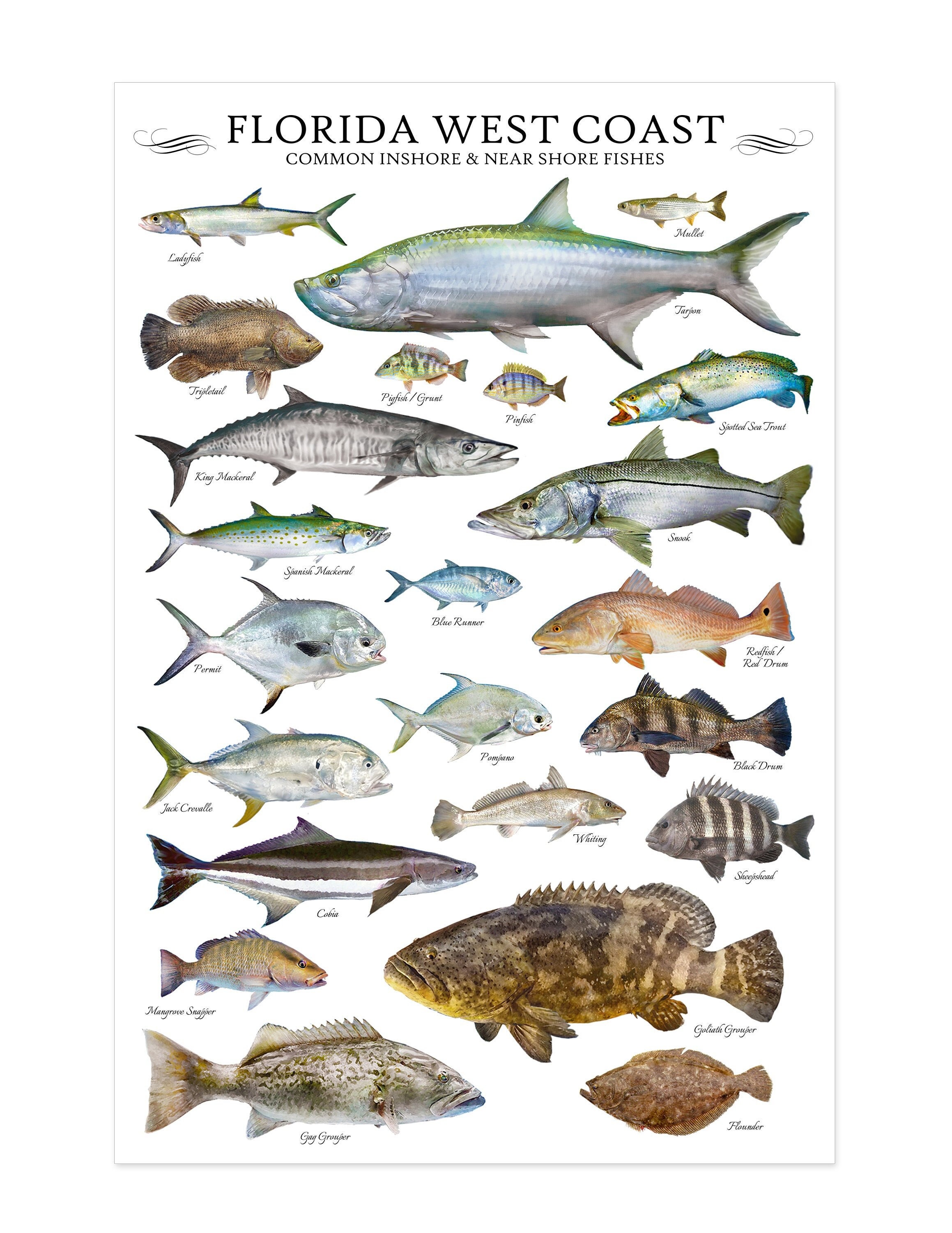 24x36 Florida West Coast Common Inshore & Nearshore Fishes Poster ...