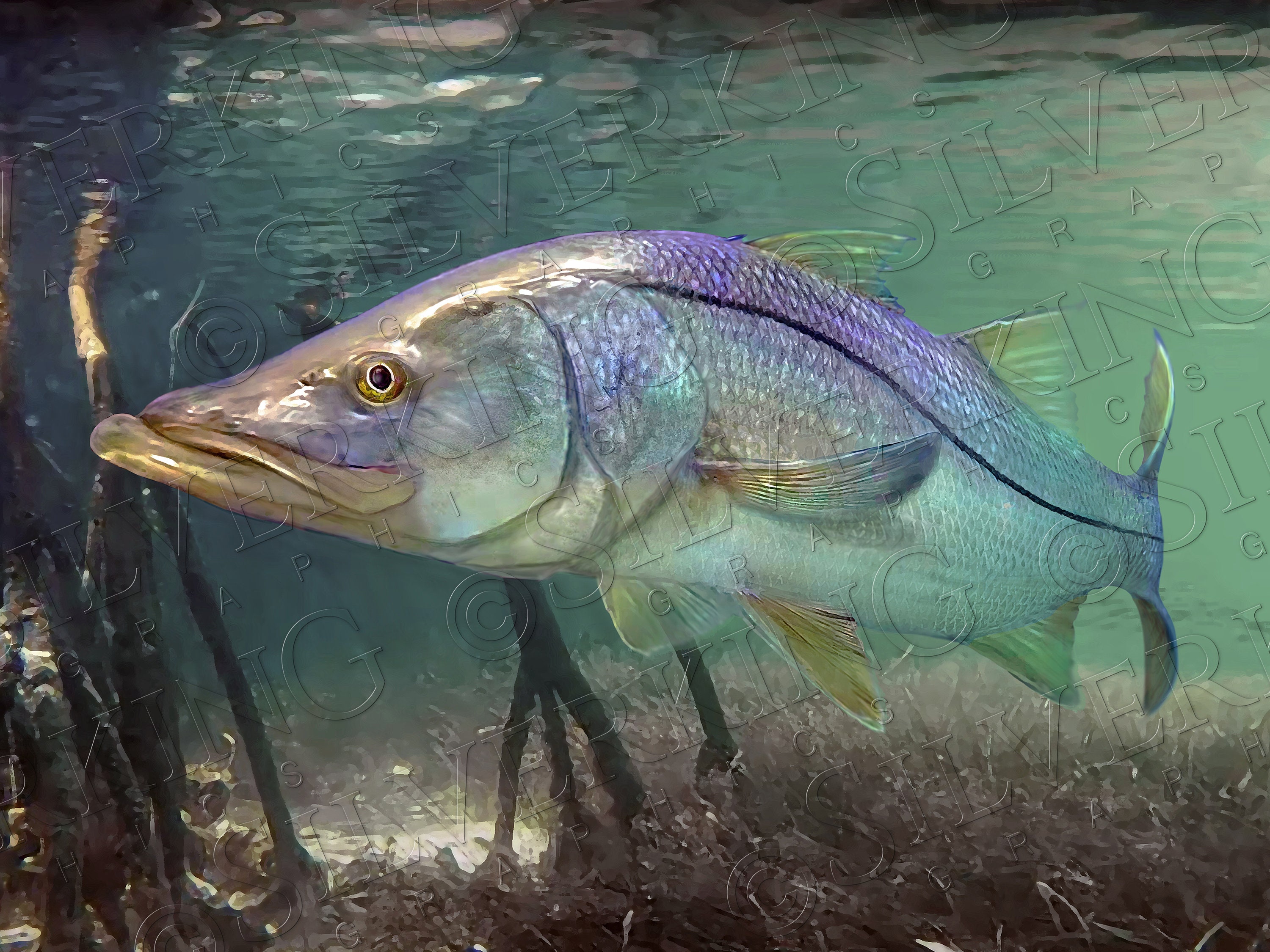 Snook, Dogfish, Snook Print, Snook Poster, Coastal Art, Fine Art Print ...