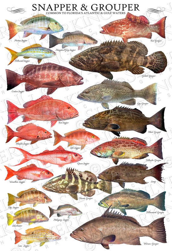Snapper Species Chart Red Emperor Species Guide