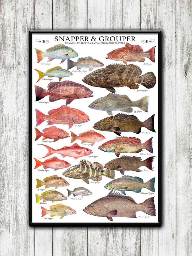 Snapper & Grouper Species ID Poster, Fish ID Chart, Snapper Poster, Grouper Poster - Etsy