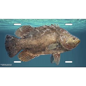 24x36 Florida West Coast Common Inshore & Nearshore Fishes Poster ...