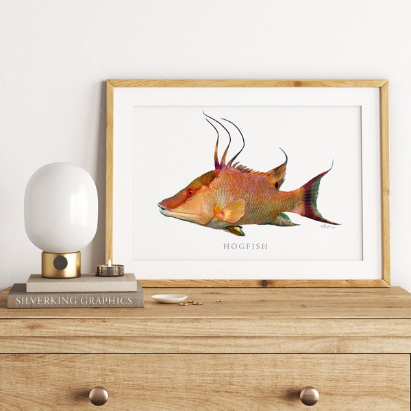 Hogfish - Etsy