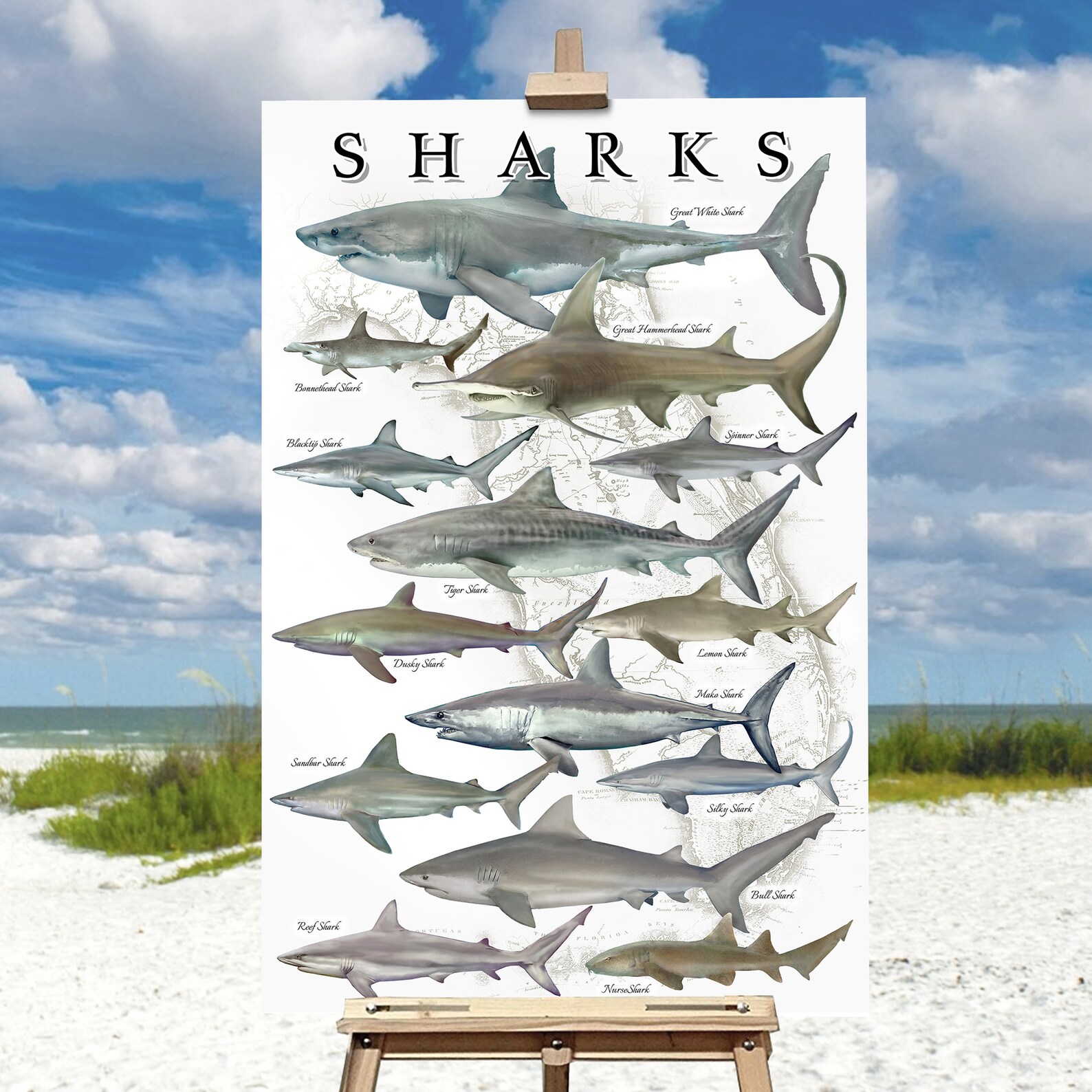 Shark Poster, Shark Species ID Poster, Shark ID Chart, Sharks of ...