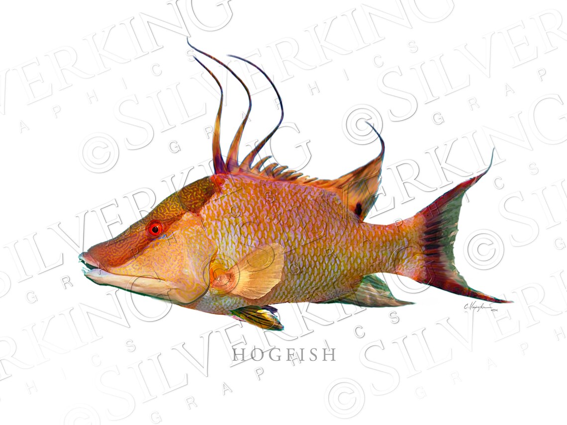 Hogfish Painting, Hogfish Print, Hogfish Poster, Florida Art, Coastal ...