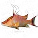 Hogfish Painting, Hogfish Print, Hogfish Poster, Florida Art, Coastal ...