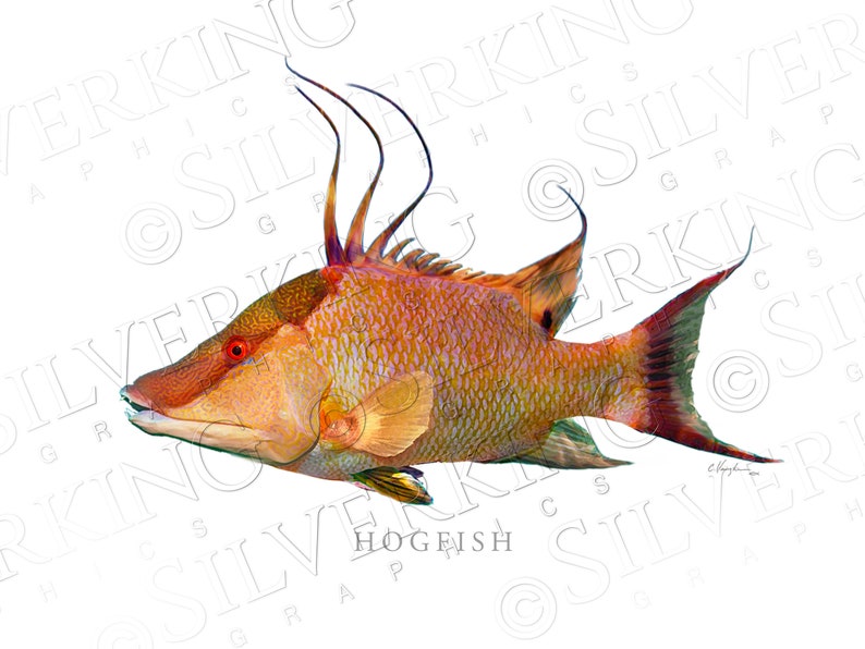 Hogfish Painting, Hogfish Print, Hogfish Poster, Florida Art, Coastal ...