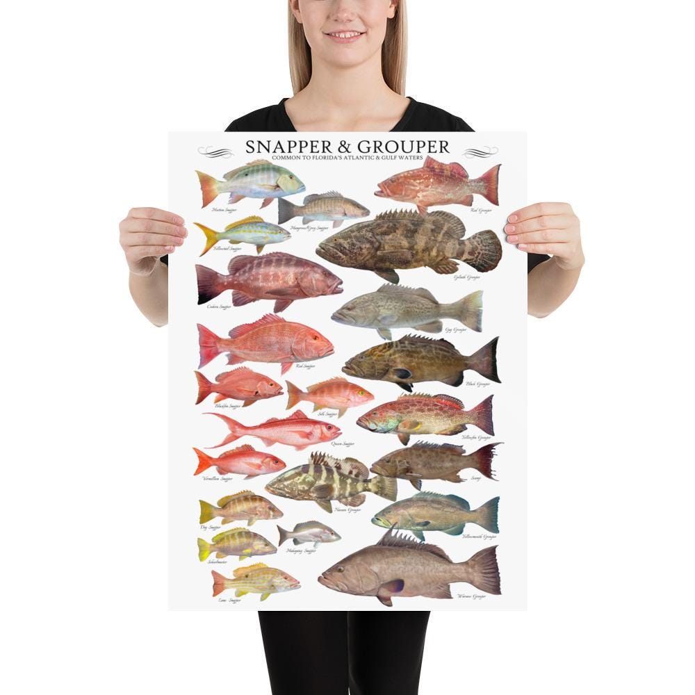Snapper & Grouper Species ID Poster, Fish ID Chart, Snapper Poster ...