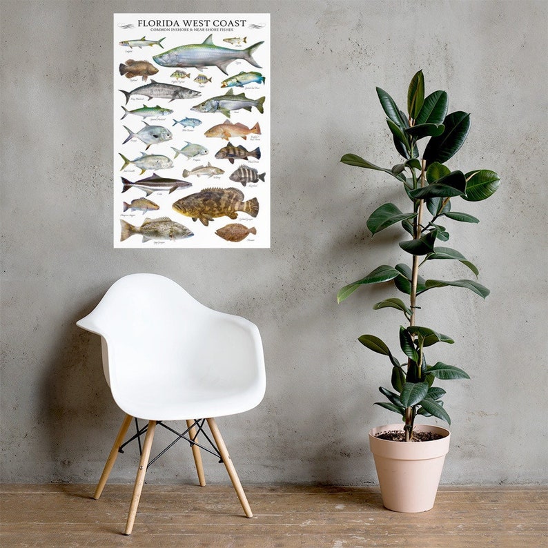 24x36 Florida West Coast Common Inshore & Nearshore Fishes Poster ...