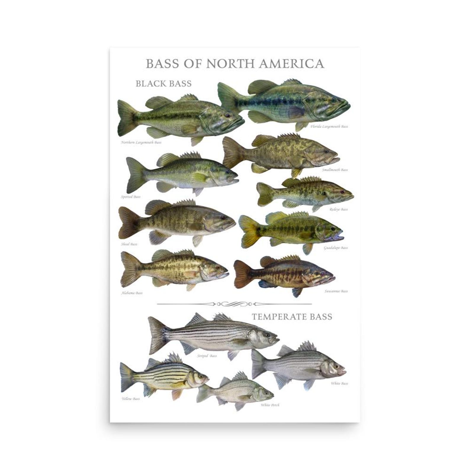 Bass of North America Game Fish Identification Print, Fishing Poster - Etsy