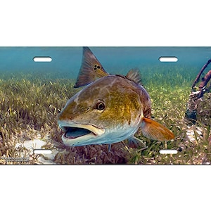 SilverkingGraphics - Etsy