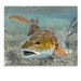 Redfish Painting, Redfish Giclee Paper Print, Fish Art, Florida Fishing ...