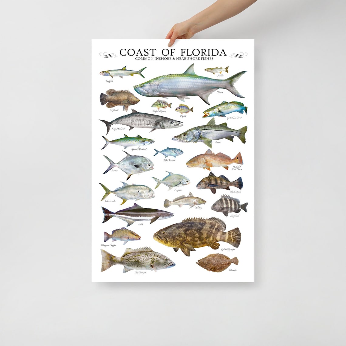 24x36 Coast of Florida Common Inshore & Nearshore Fishes Poster ...