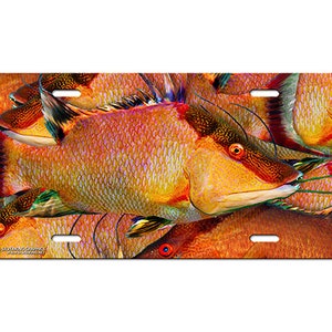 Hogfish License Plate, Hogfish Decorative License Plate, Hogfish ...