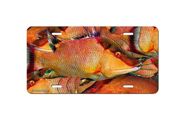 Hogfish License Plate, Hogfish Decorative License Plate, Hogfish ...