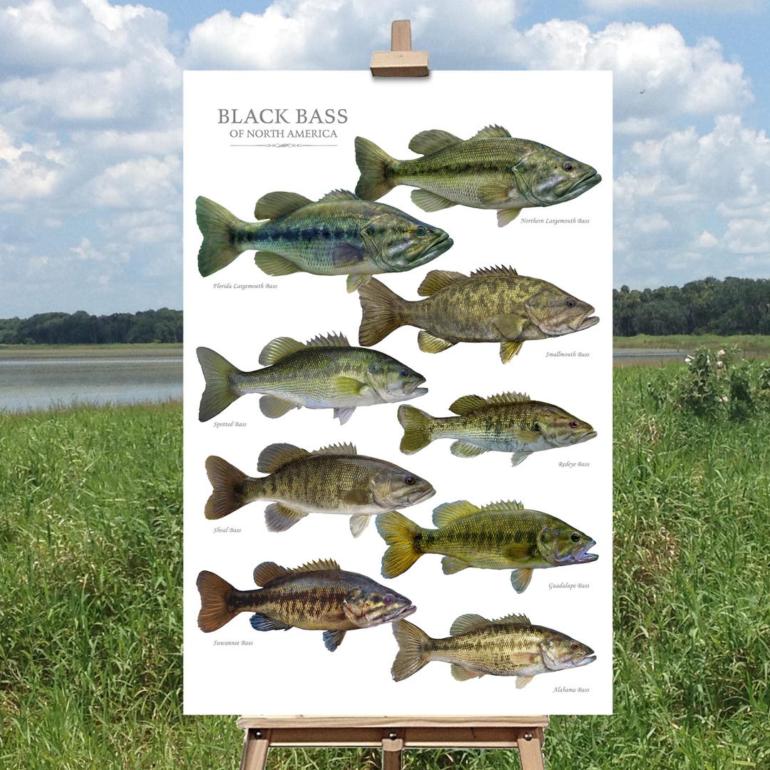 Black Bass of North America Fish Identification Print, Fishing Poster ...