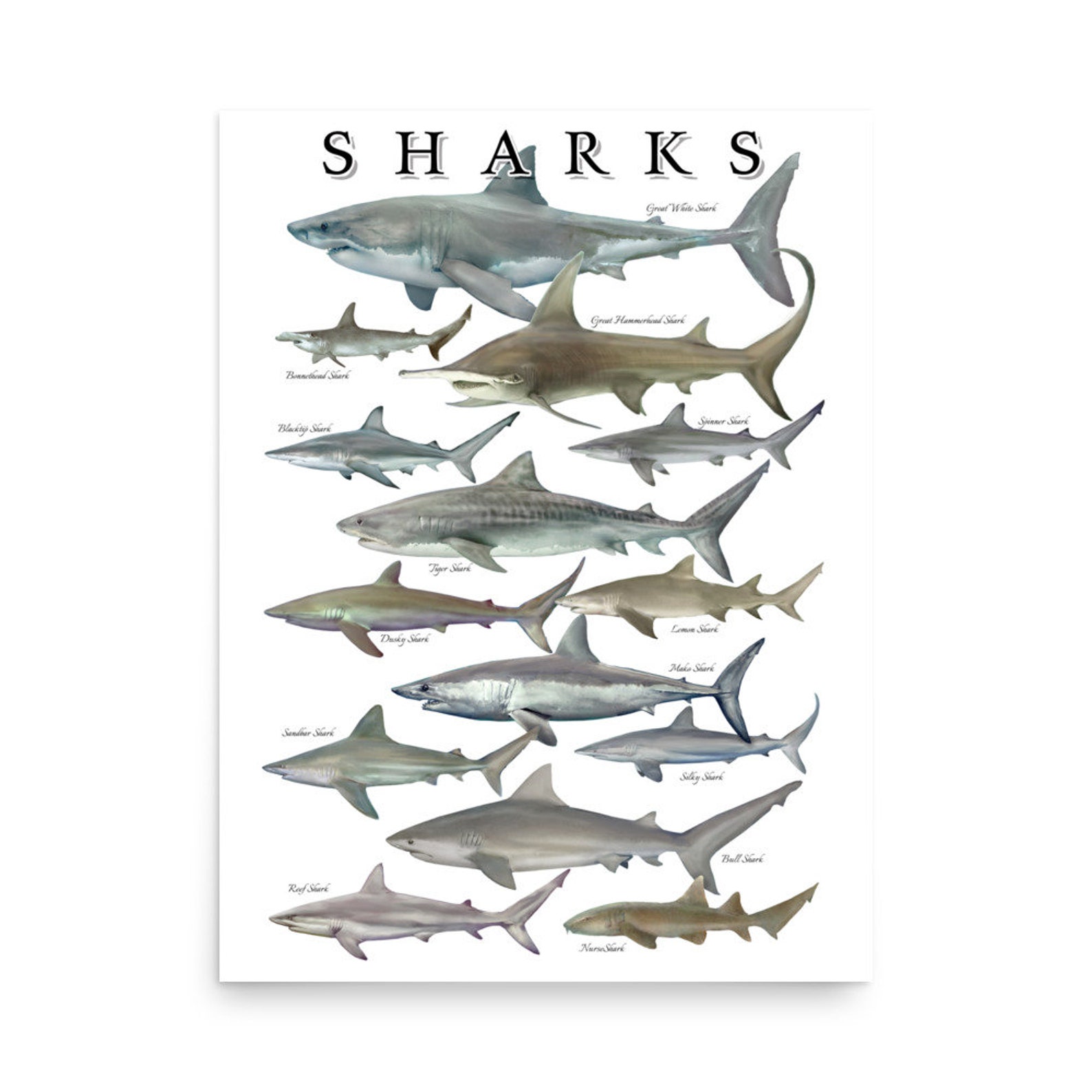 Shark Poster, Shark Species ID Poster, Shark ID Chart, Coastal Art ...