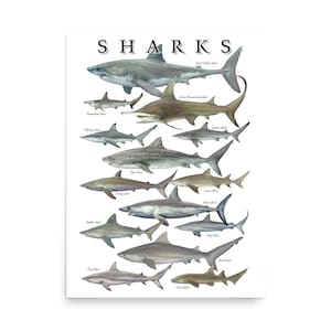 Shark Poster, Shark Species ID Poster, Shark ID Chart, Coastal Art ...