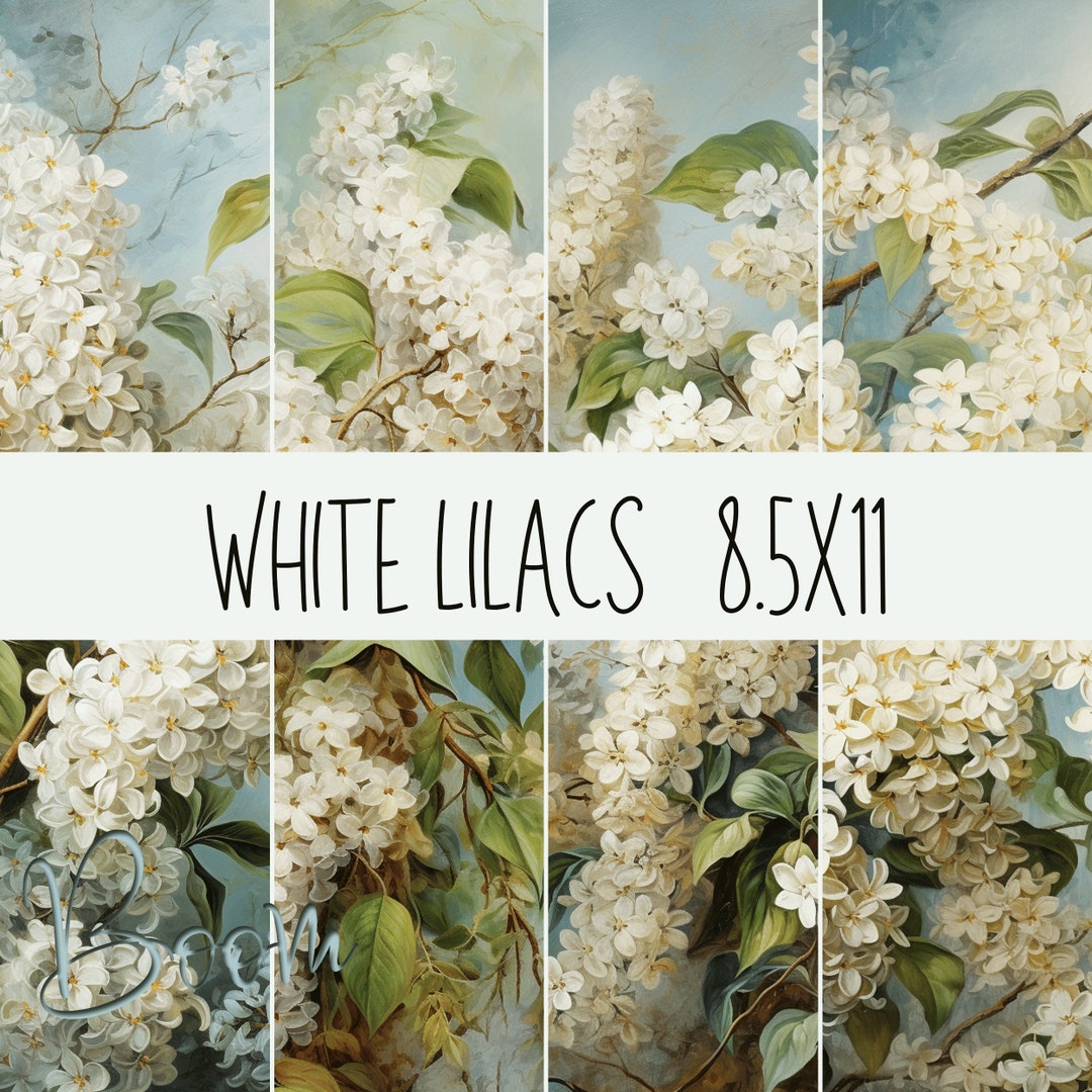 Vintage White Lilacs, Lilacs Flower, Digital Paper, 8.5 X 11, Scrapbook ...