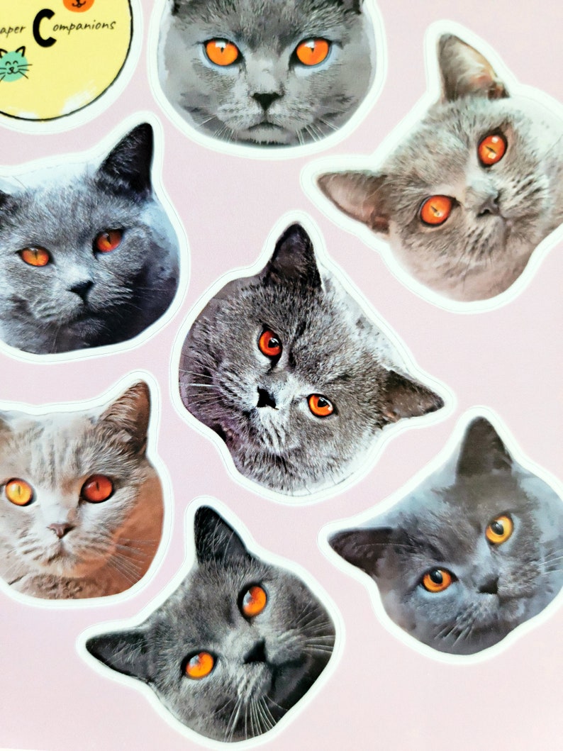 7-pc Gray Grey Cat Kitten Stickers/ British Shorthair BSH / Russian ...