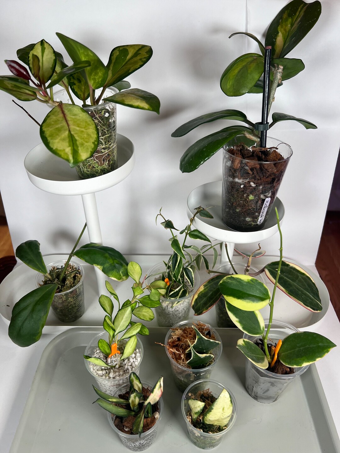 Variegated Hoya Mystery Box Rooted and Unrooted - Etsy