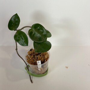 Hoya Chelsea - Etsy