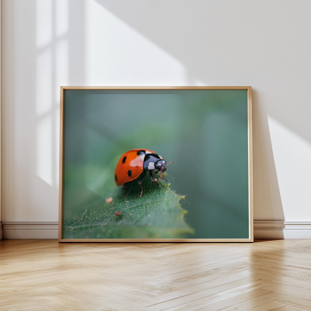 Ladybug | Framed Photography Art Print | Museum-quality Fine Art Paper ...
