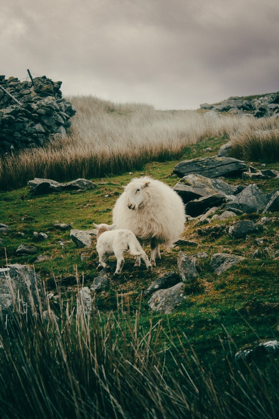 Snowdon Sheep North Wales photographic Print - Etsy